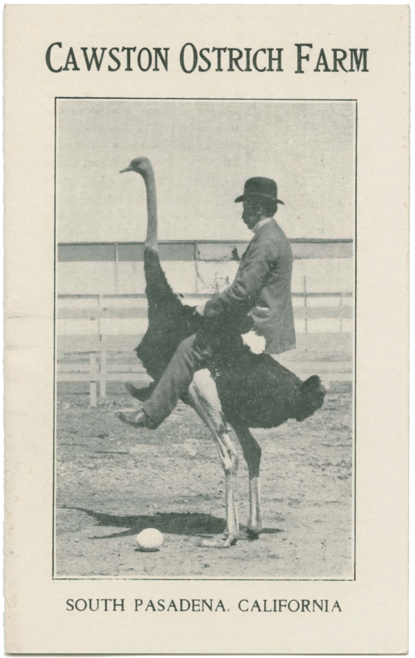 Ostrich Farms: An Early Southern California Tourist Destination ...