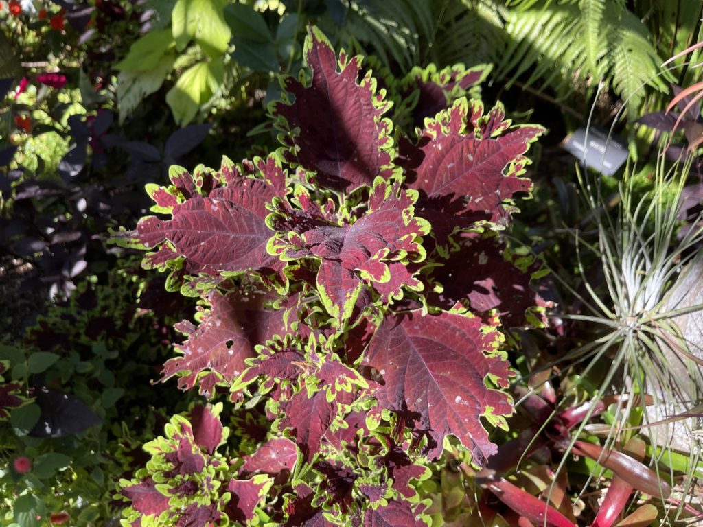 Specimen Shade Garden Plant List – Sherman Library and Gardens
