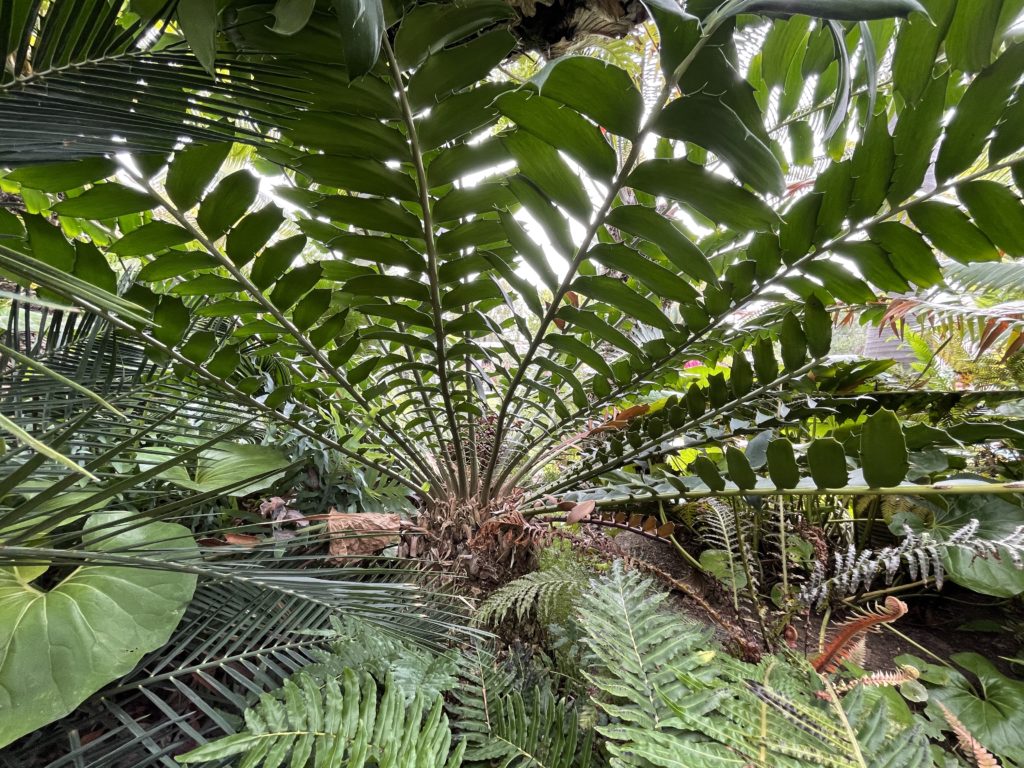 Fern Grotto Plant List - Sherman Library and Gardens