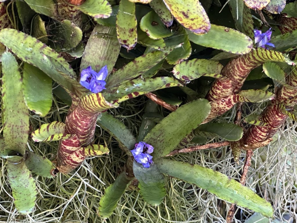 Bromeliad Garden Plant List – Sherman Library and Gardens