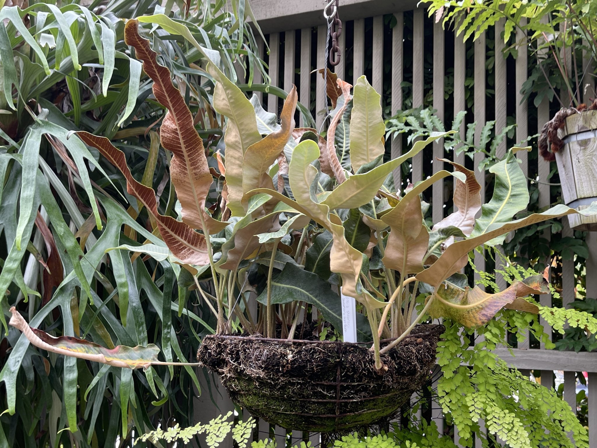 Fern Grotto Plant List - Sherman Library and Gardens