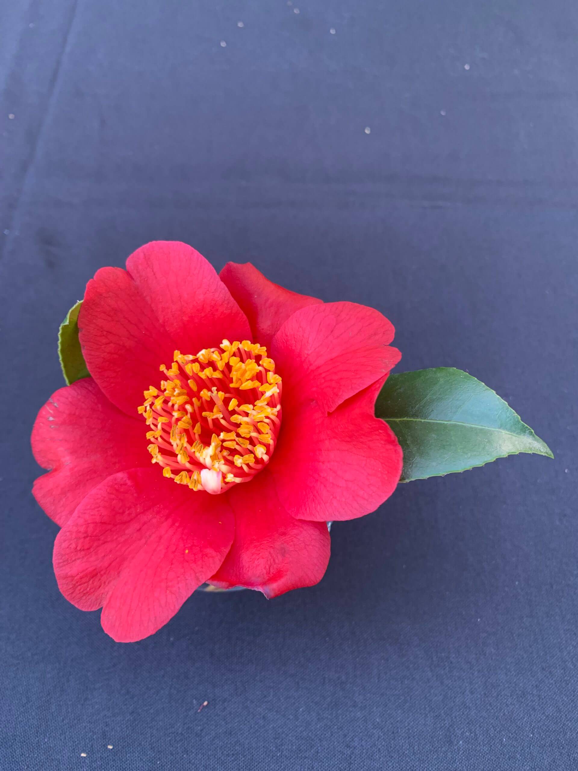 Sherman Library and Gardens – Discover. Learn. Engage.