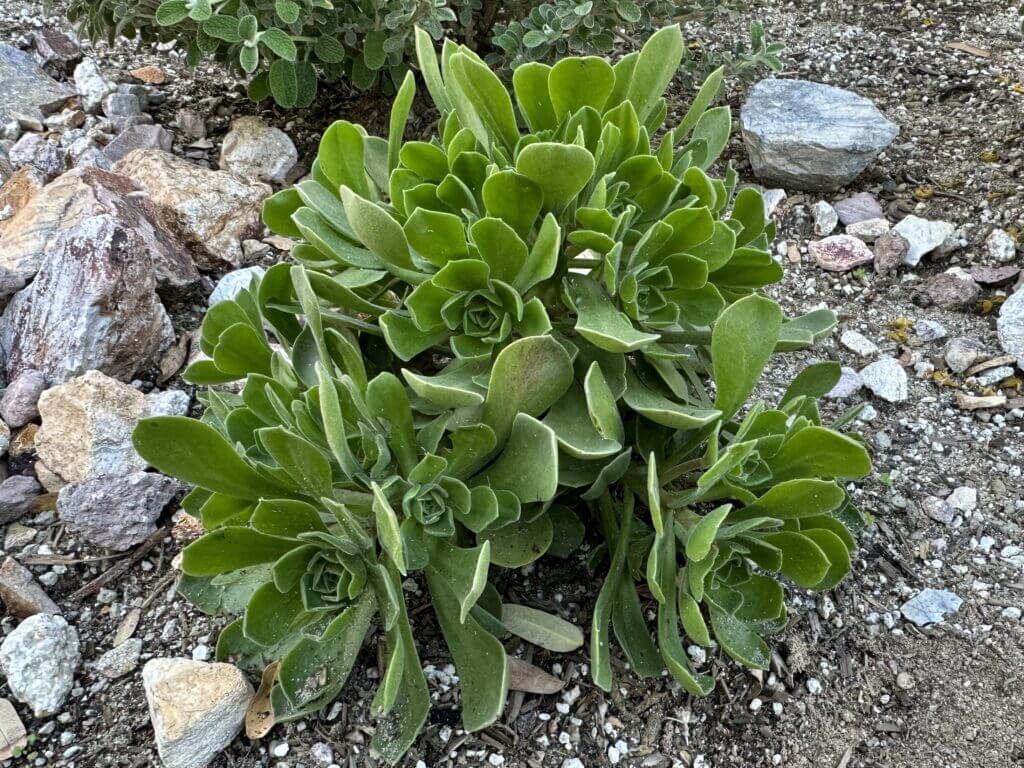 Island Ecology Garden Plant List – Sherman Library and Gardens