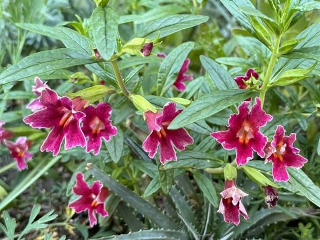 Mediterranean Climates Garden Plant List – Sherman Library and Gardens