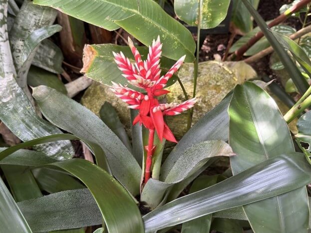Tropical Conservatory Plant List - Sherman Library and Gardens