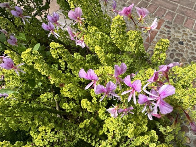 Tea Garden Plant List - Sherman Library and Gardens