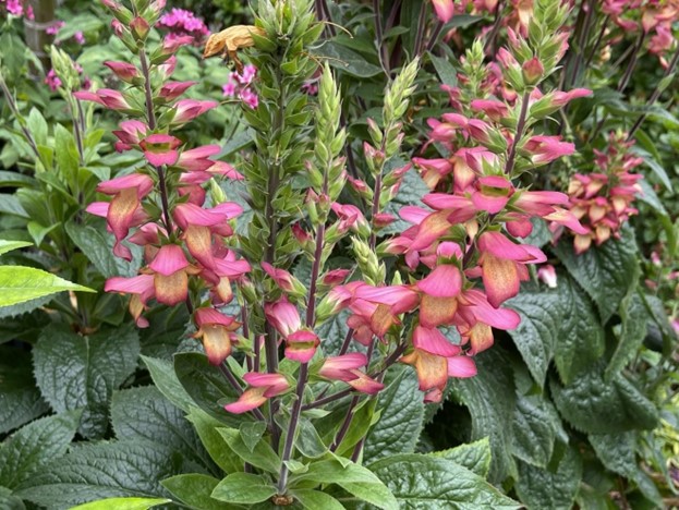 Subtropical Garden Plant List - Sherman Library and Gardens