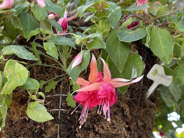 Tea Garden Plant List - Sherman Library and Gardens