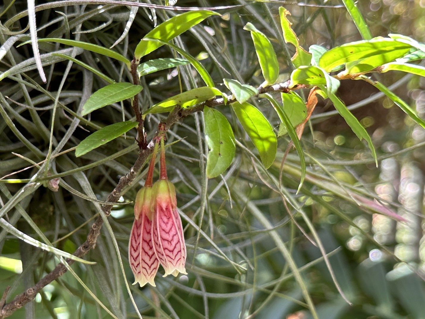 Specimen Shade Garden Plant List - Sherman Library and Gardens