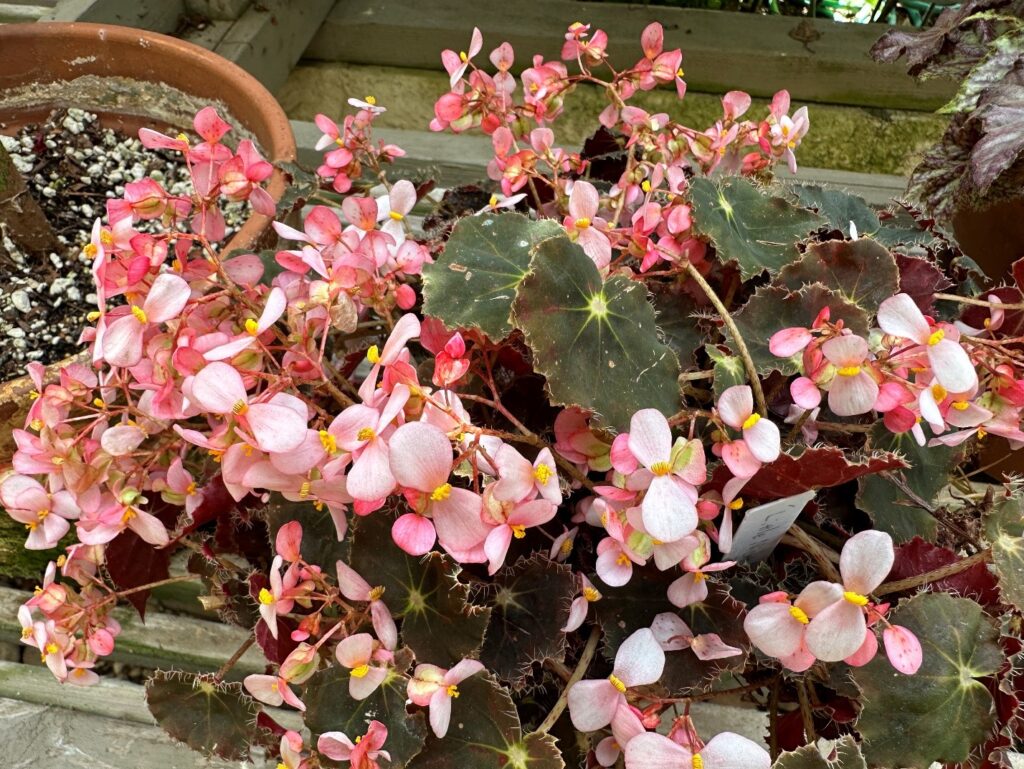 Specimen Shade Garden Plant List - Sherman Library and Gardens