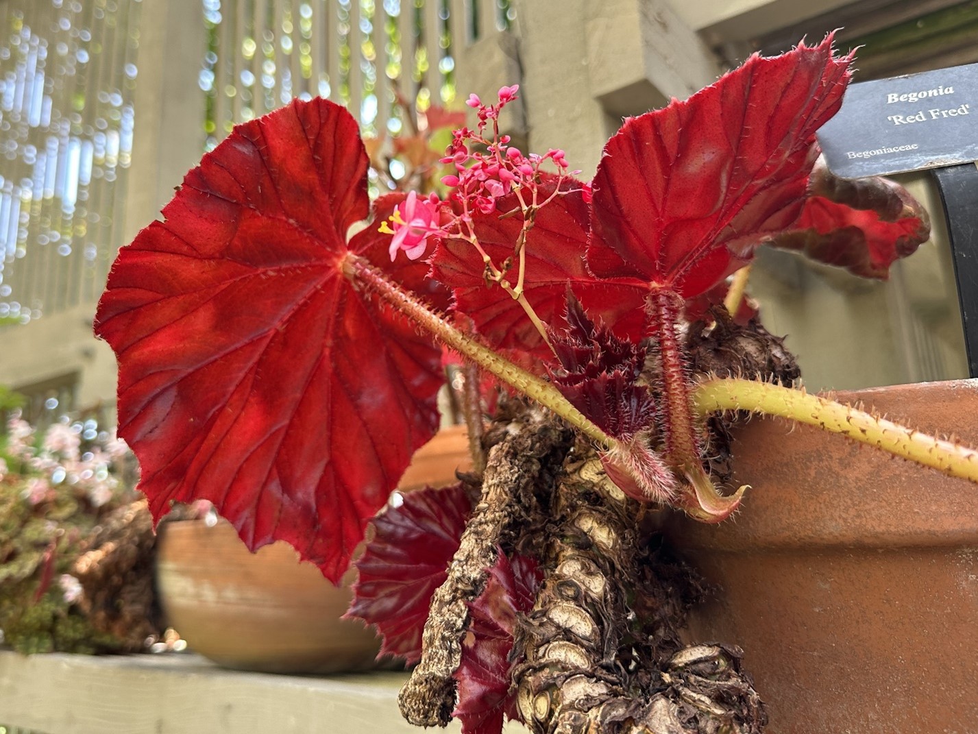 Specimen Shade Garden Plant List - Sherman Library and Gardens