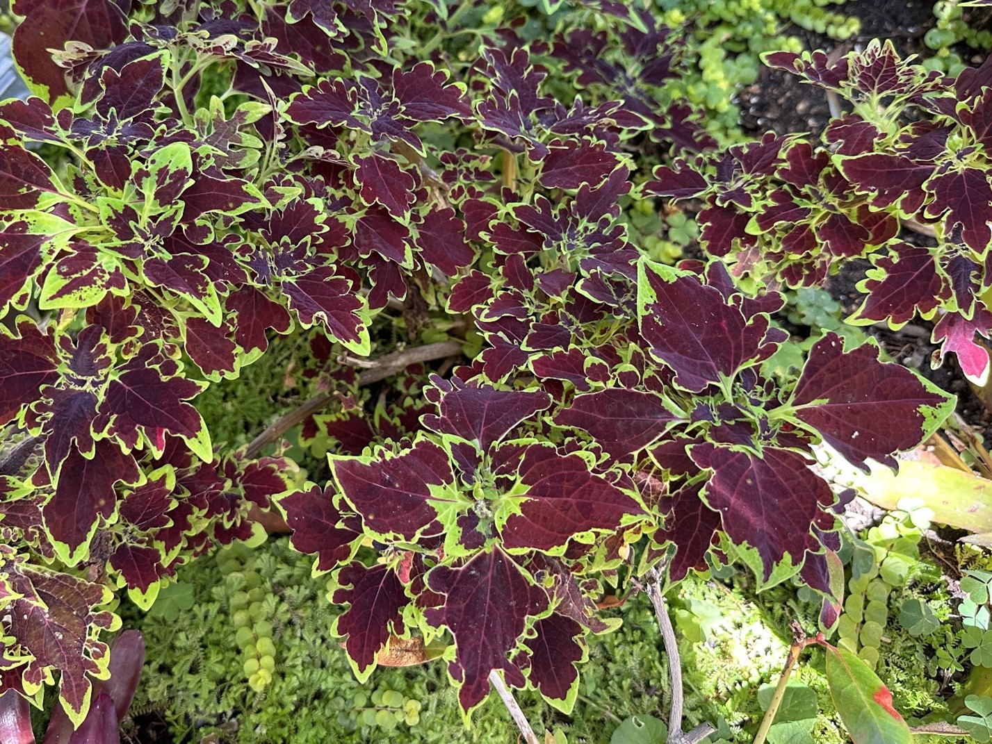 Specimen Shade Garden Plant List - Sherman Library and Gardens