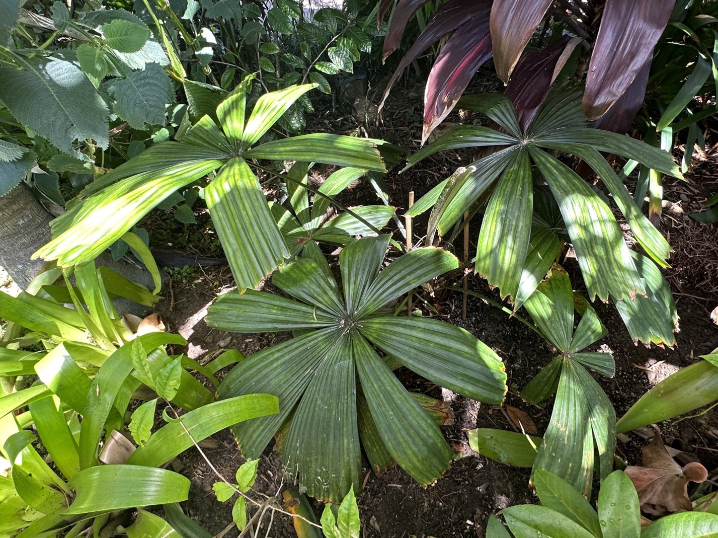 Specimen Shade Garden Plant List - Sherman Library and Gardens