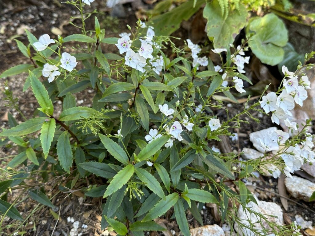 Island Ecology Garden Plant List - Sherman Library and Gardens