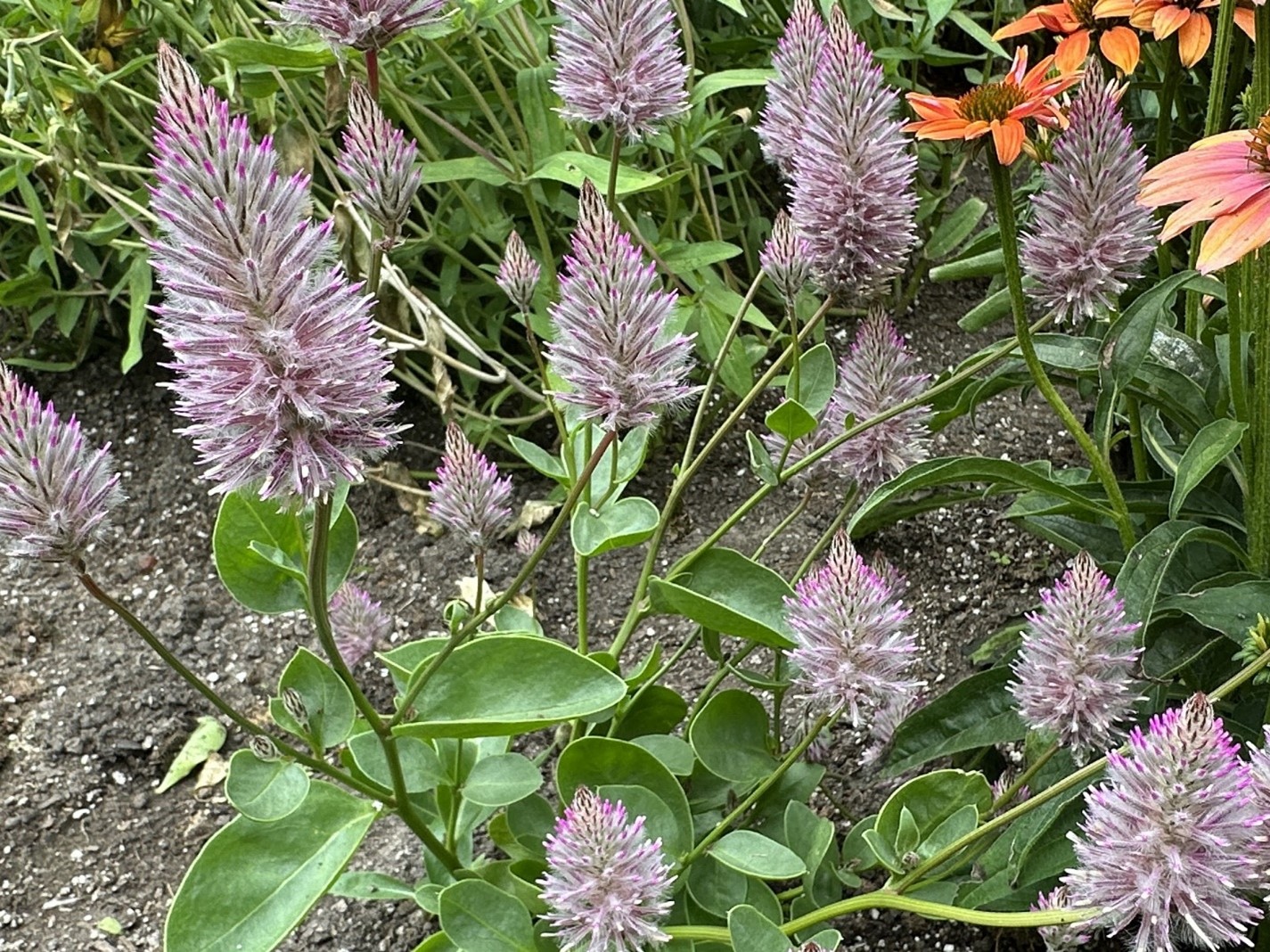 Sun Garden Plant List – Sherman Library and Gardens