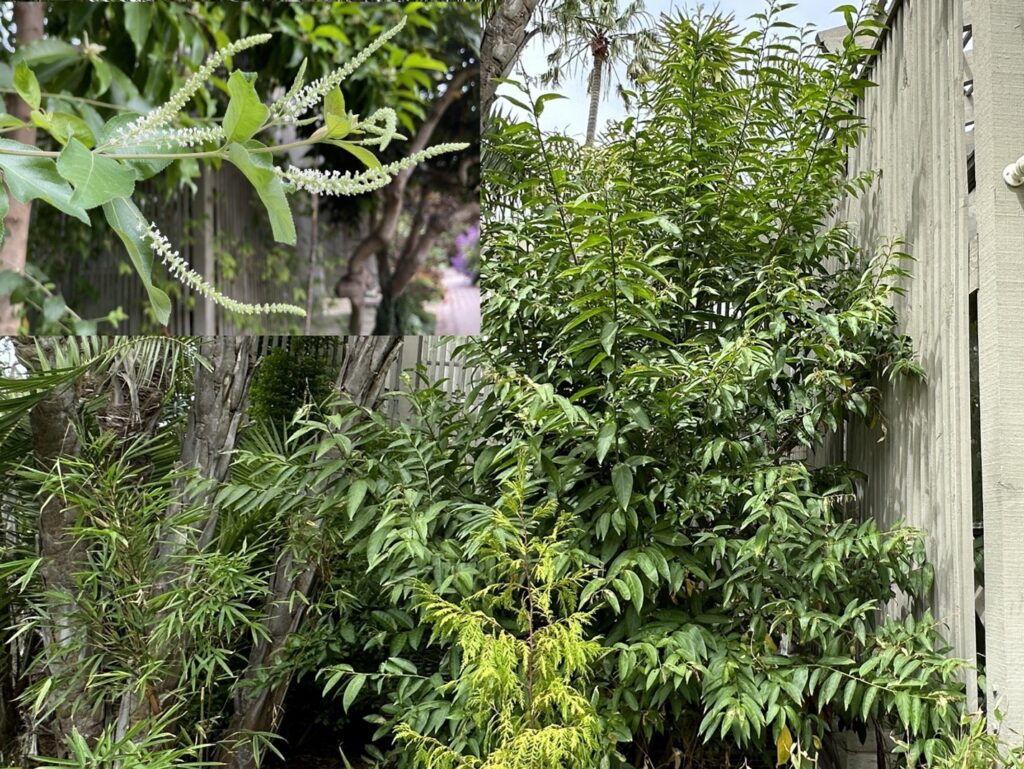 Formal Garden Border Plant List – Sherman Library and Gardens