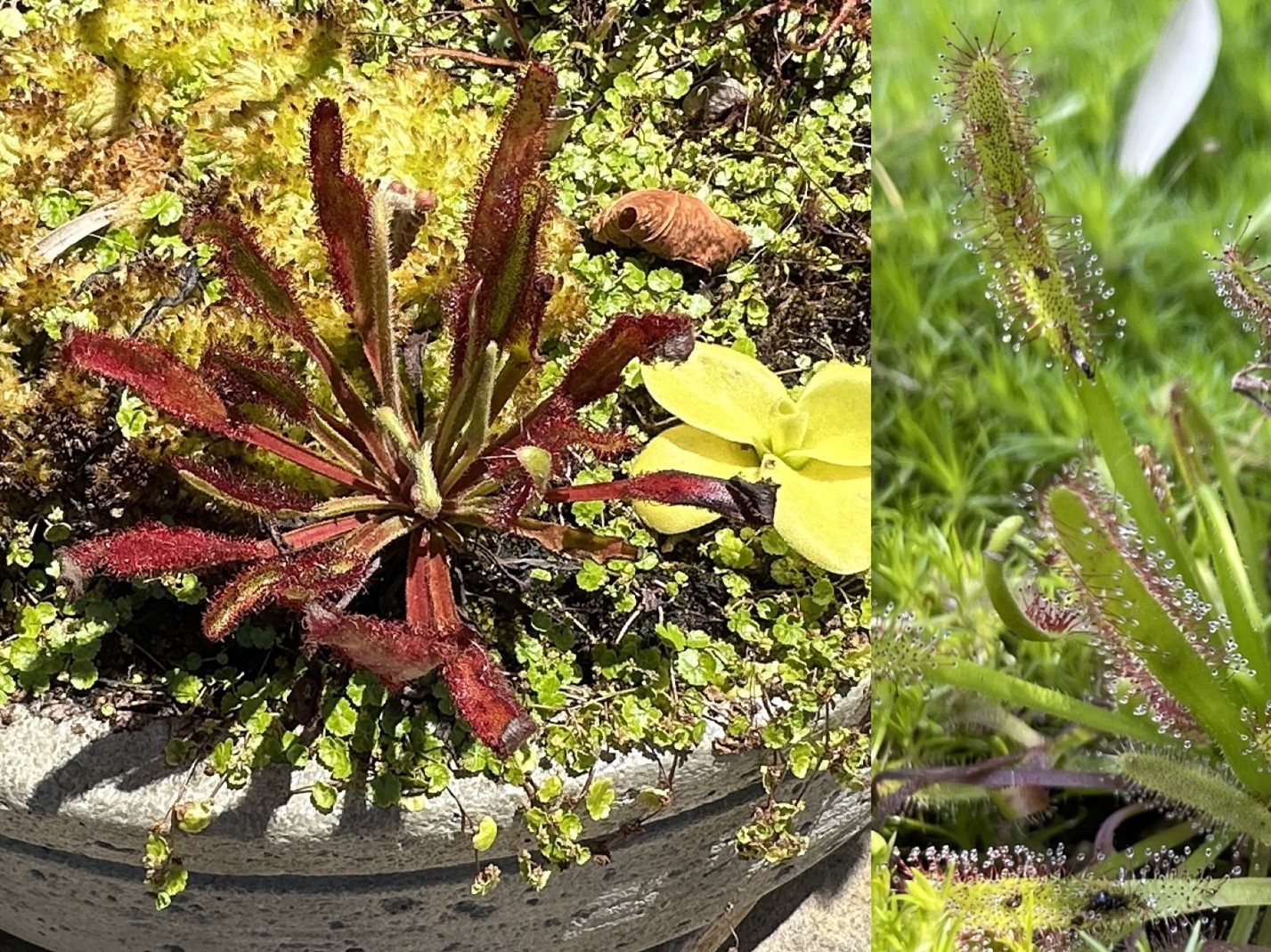 Bog Garden Plant List - Sherman Library and Gardens