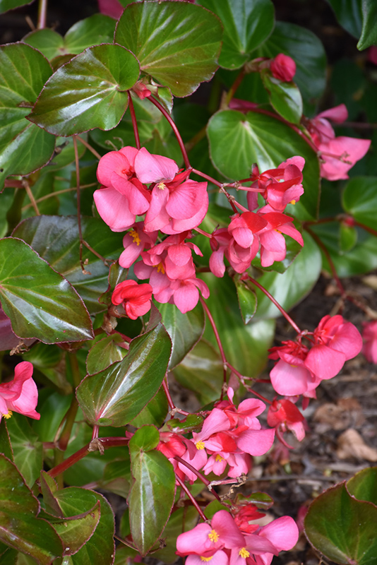 Plant-O-Rama - Sherman Library and Gardens