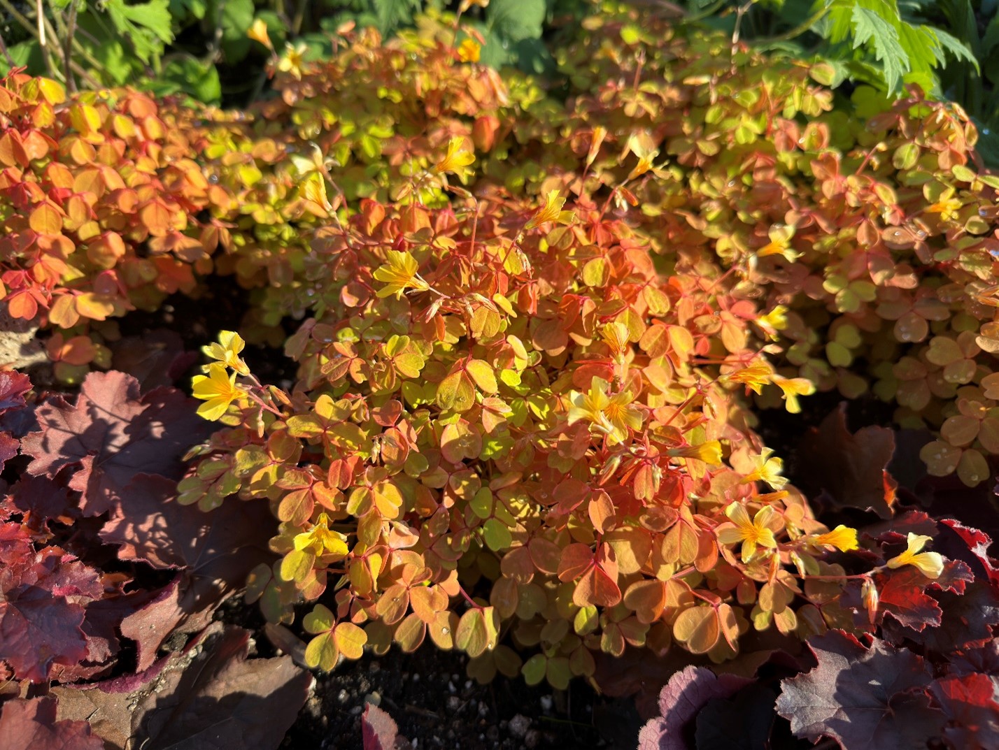Sun Garden Plant List - Sherman Library and Gardens