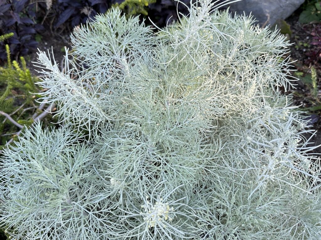 Mediterranean Climates Garden Plant List - Sherman Library and Gardens
