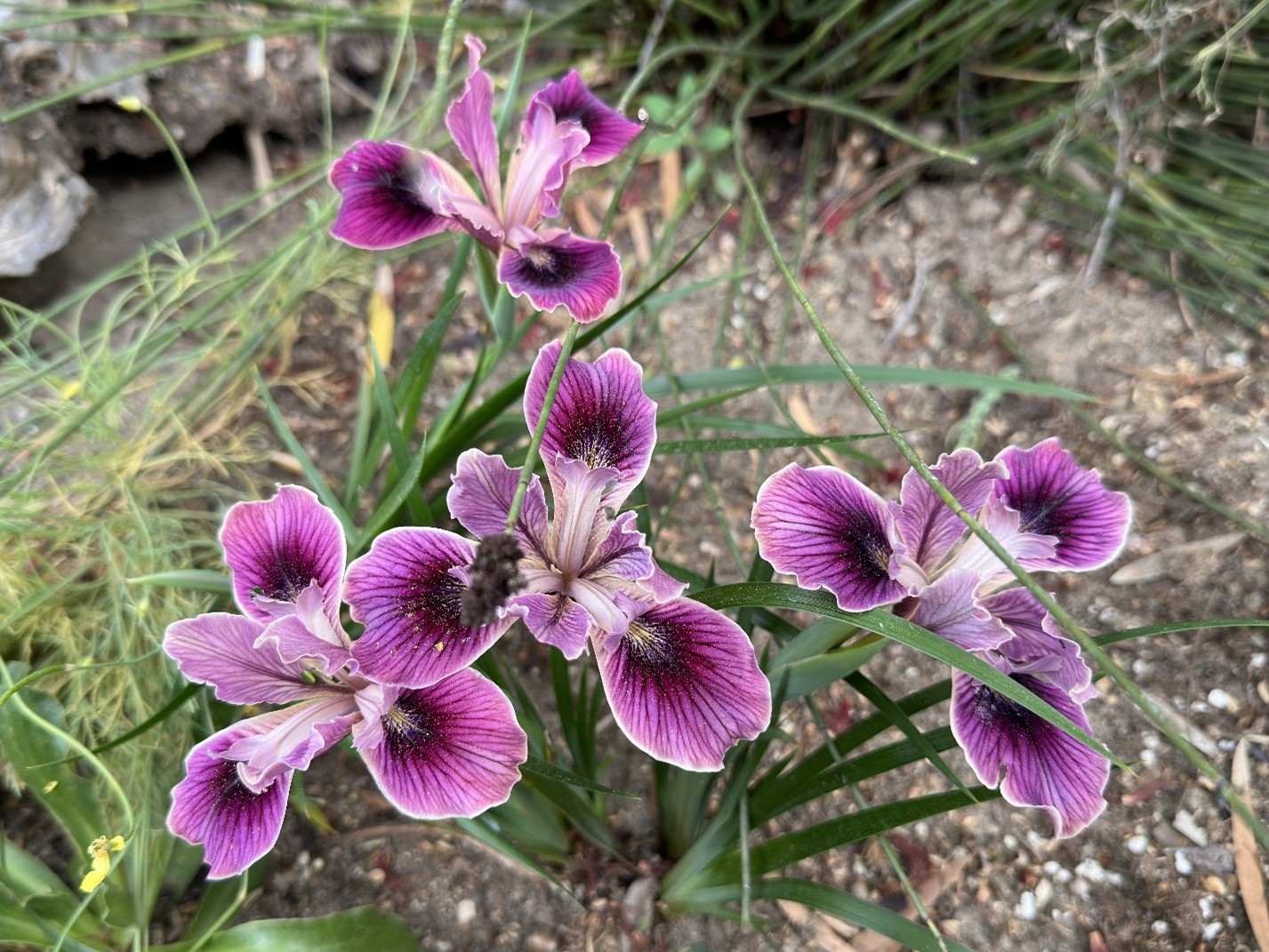 Mediterranean Climates Garden Plant List - Sherman Library and Gardens